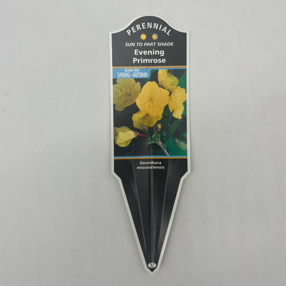 Evening Primrose | Oenothera missouriensis – Mandy Spring Farm Nursery ...