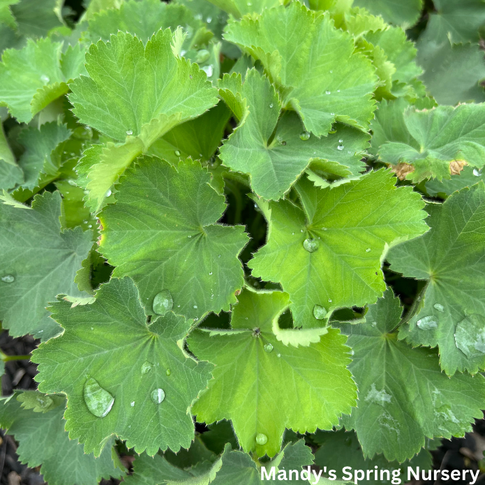 Lady's Mantle ‘Thriller’ | Alchemilla mollis – Mandy Spring Farm ...