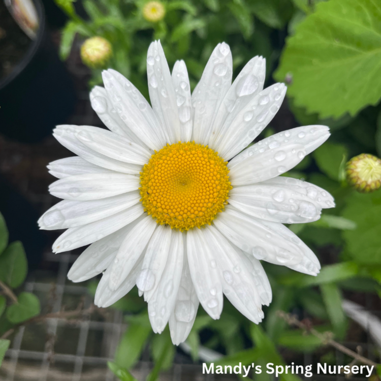 Snowcap Shasta Daisy | Leucanthemum 'Snowcap' – Mandy Spring Farm ...
