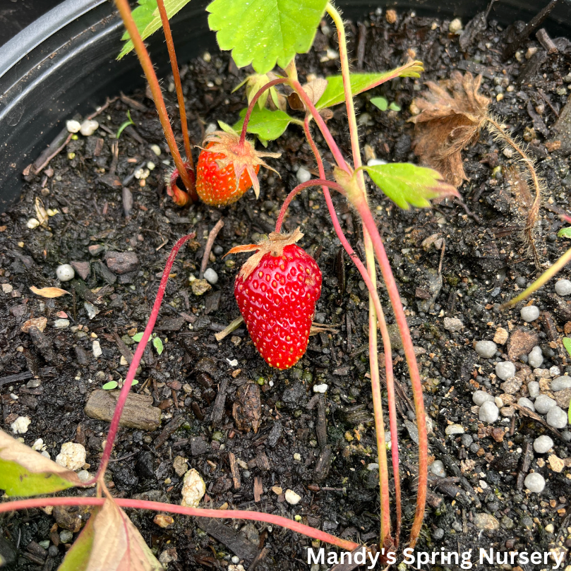 All Star Strawberry | Fragaria x ananassa – Mandy Spring Farm Nursery, Inc.