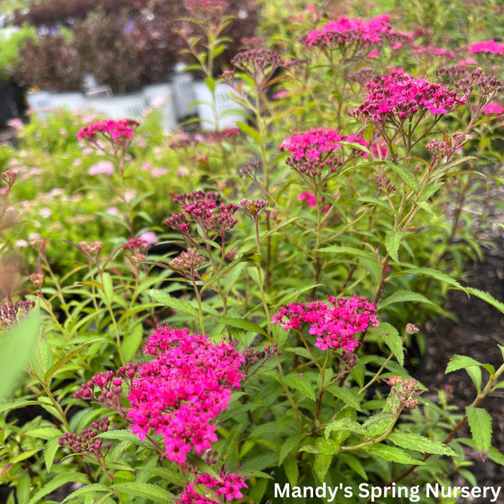 Shrubs for Low Hedges – Mandy Spring Farm Nursery, Inc.