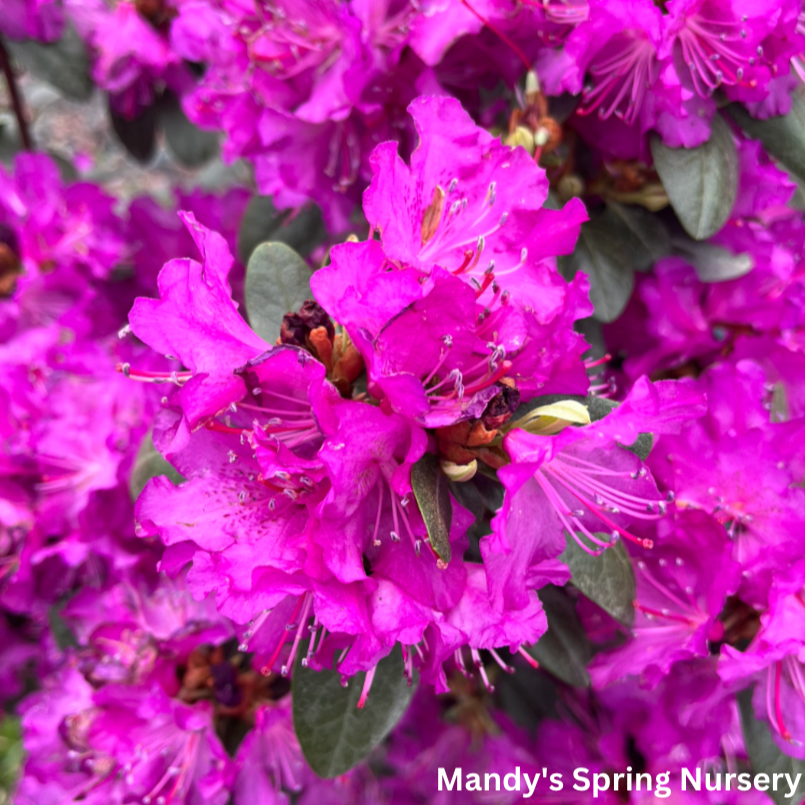 'PJM Elite Star' Rhododendron | Rhododendron 'PJM Elite Star' – Mandy ...