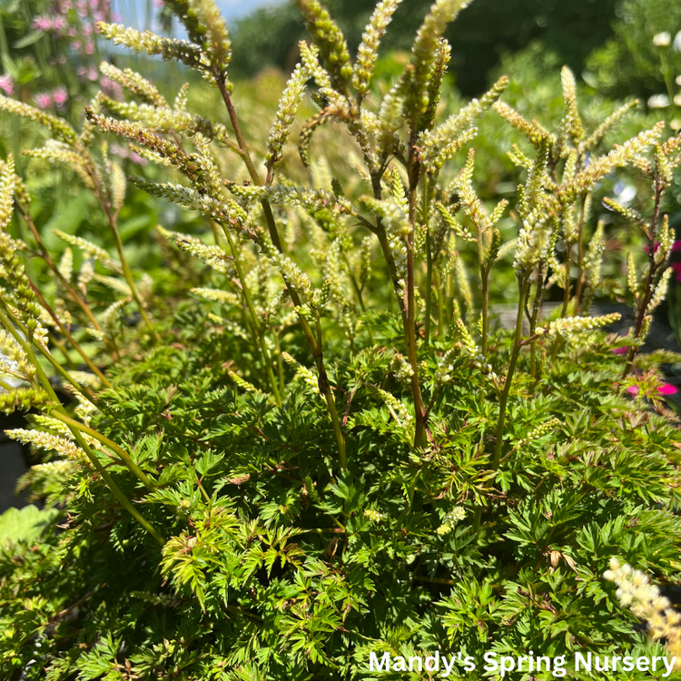 Dwarf Goat's Beard | Aruncus aethusifolius – Mandy Spring Farm Nursery ...