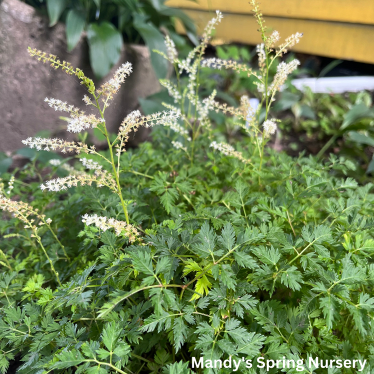 Dwarf Goat's Beard | Aruncus aethusifolius – Mandy Spring Farm Nursery ...