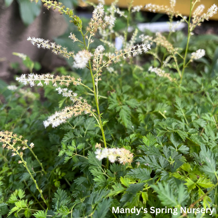 Dwarf Goat's Beard | Aruncus aethusifolius – Mandy Spring Farm Nursery ...