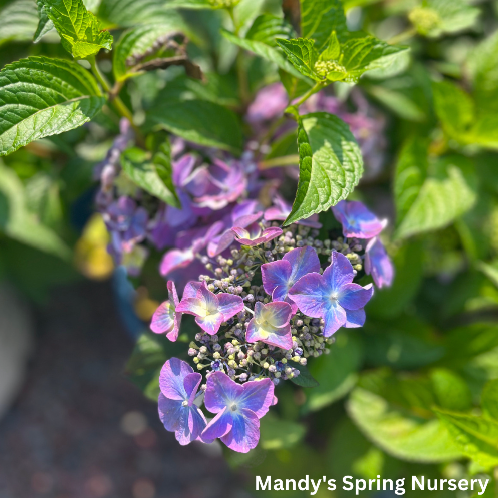 Pop Star Bigleaf Hydrangea | Hydrangea macrophylla – Mandy Spring Farm ...
