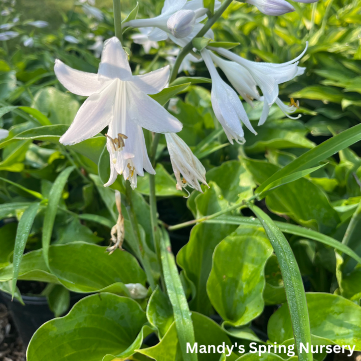 Perennials for Wet Areas & Clay Soils – Mandy Spring Farm Nursery, Inc.
