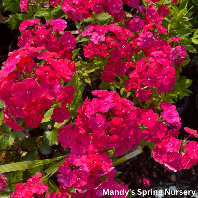 Flame Pro Cerise Garden Phlox | Phlox paniculata – Mandy Spring Farm ...