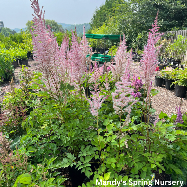 Mighty Pip Astilbe | Astilbe chinensis – Mandy Spring Farm Nursery, Inc.
