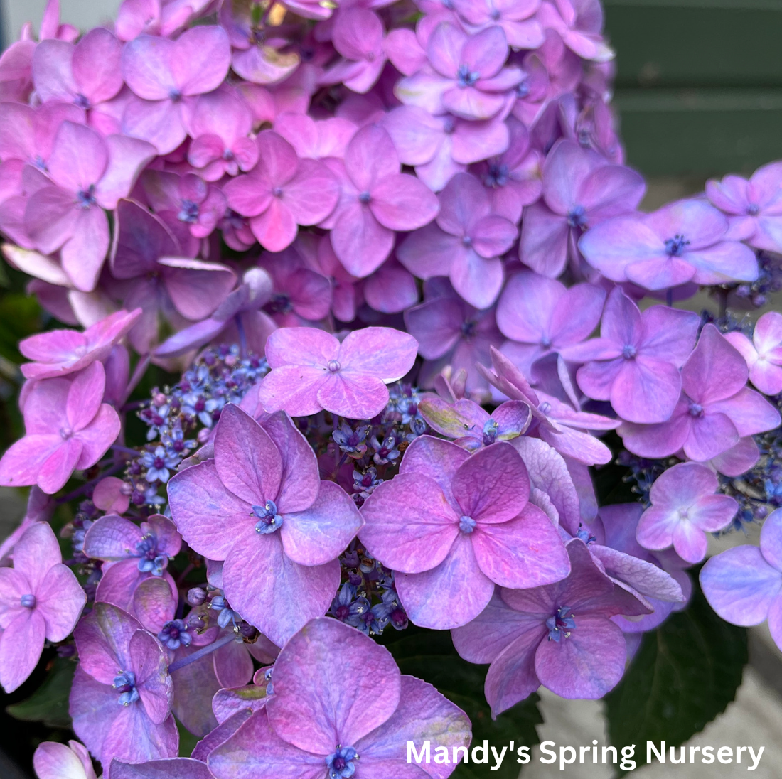 Pop Star Bigleaf Hydrangea | Hydrangea macrophylla – Mandy Spring Farm ...