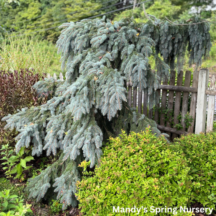 Weeping Blue Spruce | Picea pungens 'Pendula' – Mandy Spring Farm ...
