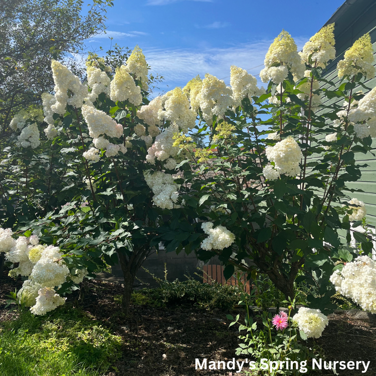 Vanilla Strawberry Hydrangea Tree | Hydrangea paniculata 'Renhy ...