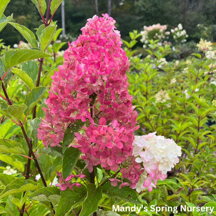 Berry White Hydrangea | Hydrangea paniculata – Mandy Spring Farm ...