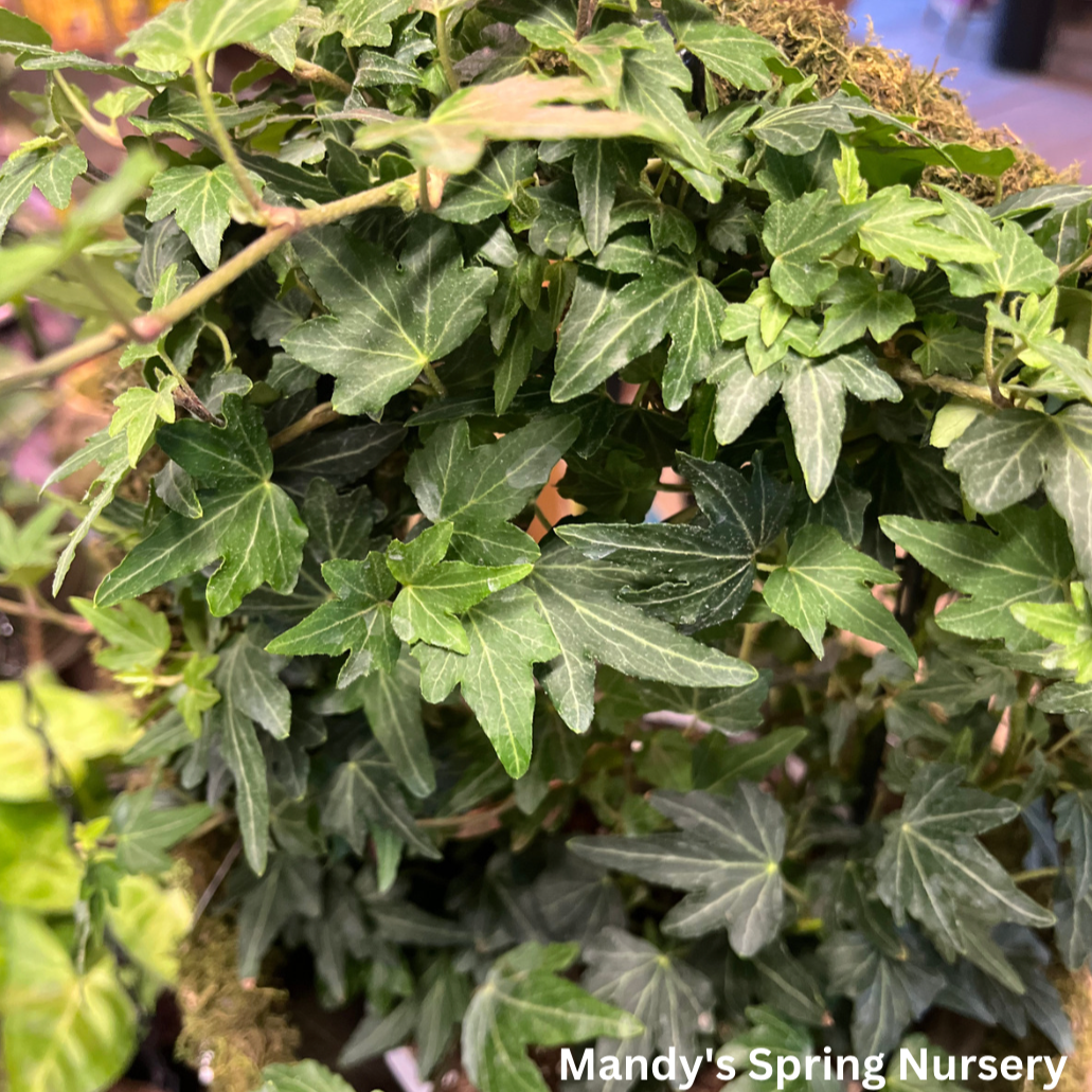 Ivy Assortment (Indoor) | Hedera helix (Assorted varieties) – Mandy ...
