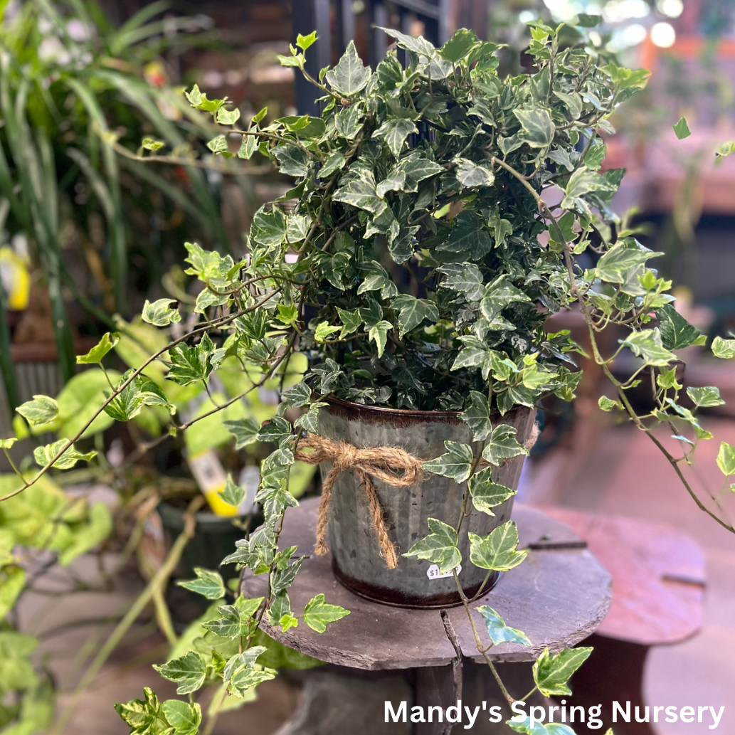 Indoor Hedera Ivy Assortment – Mandy Spring Farm Nursery, Inc.