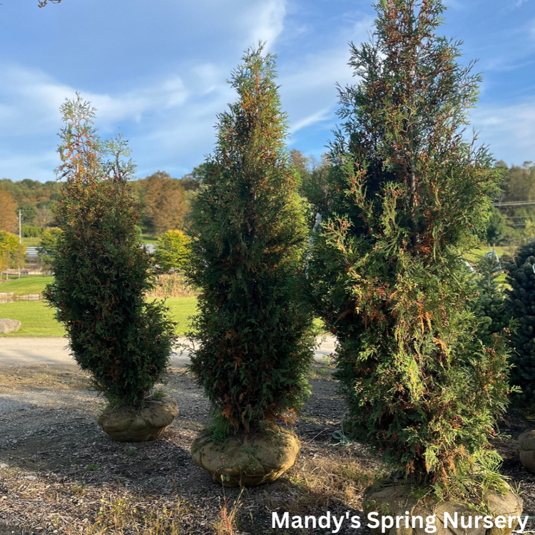 Techny Arborvitae | Thuja occidentalis 'Techny' – Mandy Spring Farm ...