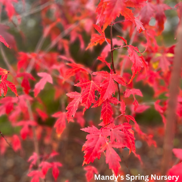 Flame Amur Maple | Acer ginnala 'Flame' – Mandy Spring Farm Nursery, Inc.