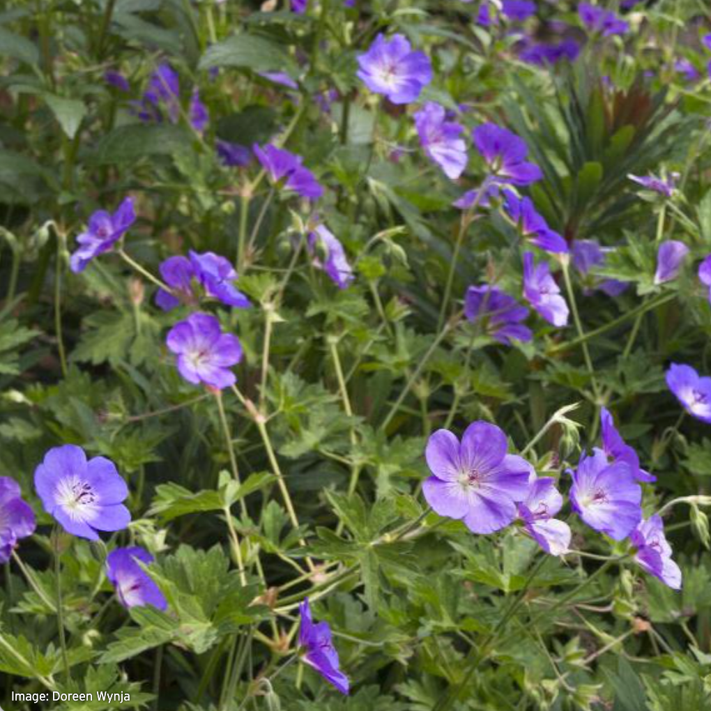 'Rozanne' Geranium / Cranesbill – Mandy Spring Farm Nursery, Inc.