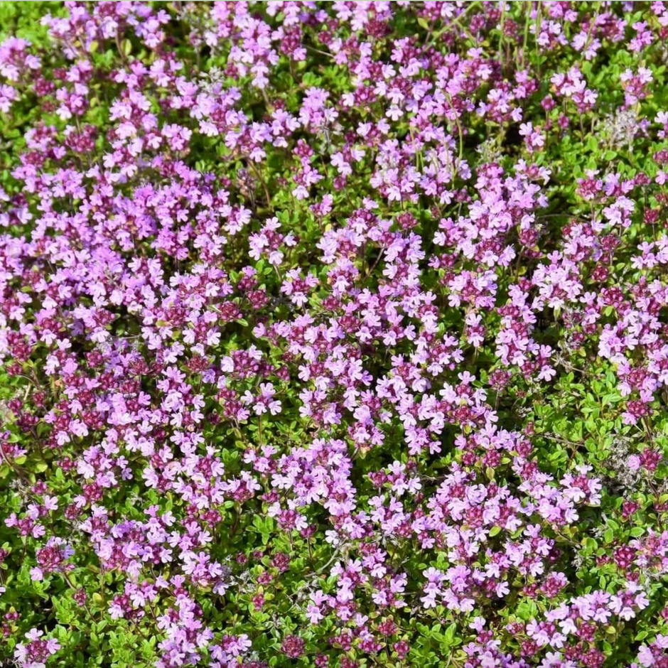 Shade Perennials – Mandy Spring Farm Nursery, Inc.