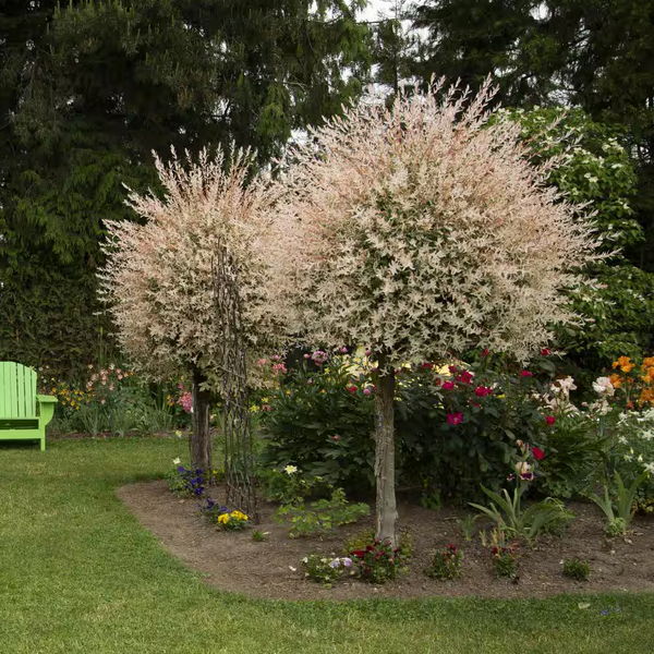 Hakuro Nishiki Willow Tree-Form | Salix integra 'Hakuro Nishiki ...