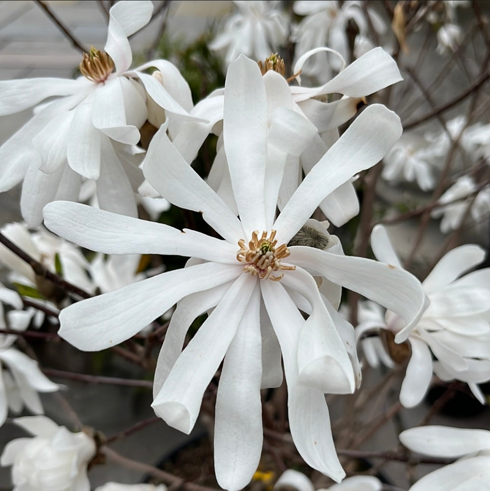 Flowering Trees – Mandy Spring Farm Nursery, Inc.