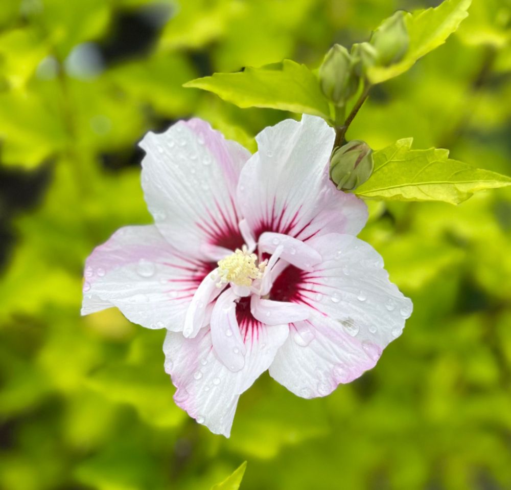 Flowering Shrubs – Mandy Spring Farm Nursery, Inc.