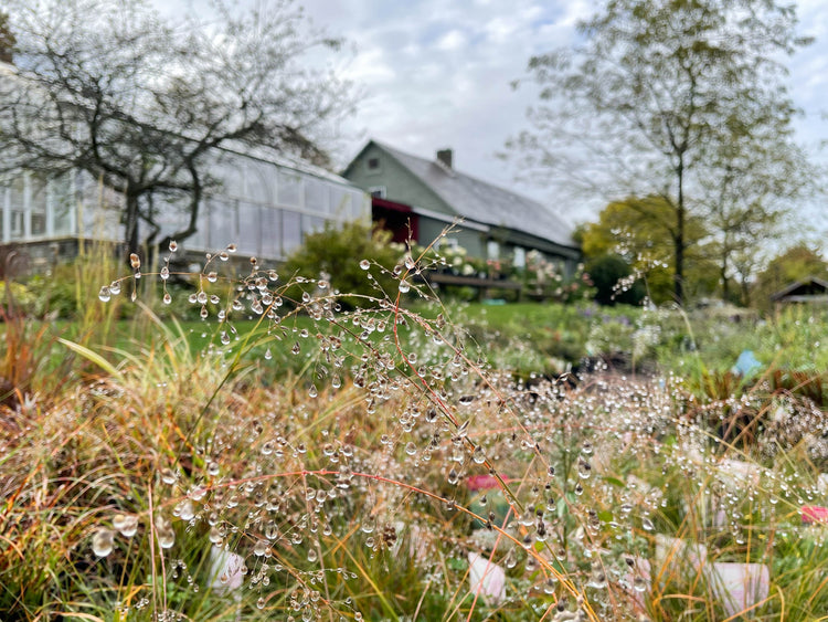 Perennials – Mandy Spring Farm Nursery, Inc.