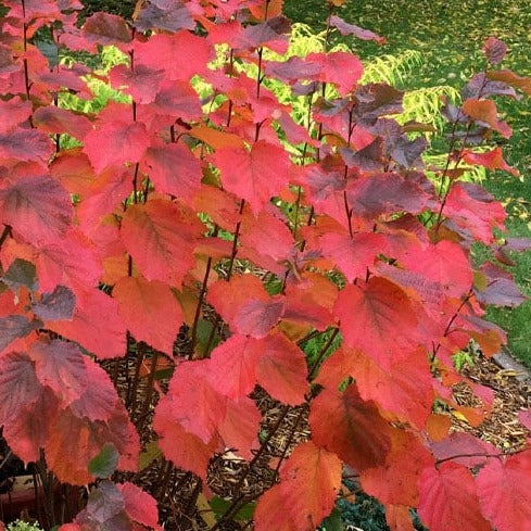 American Hazelnut | Corylus americana – Mandy Spring Farm Nursery, Inc.