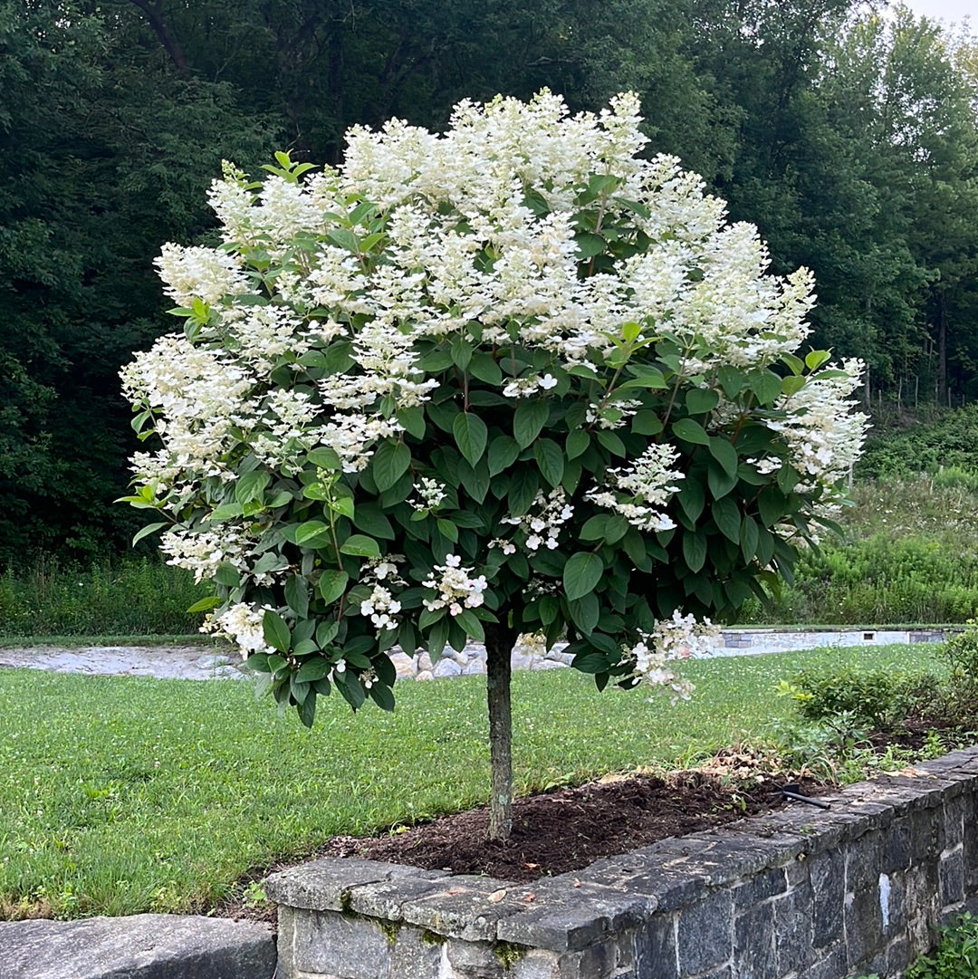 Quick Fire Hydrangea Tree | Hydrangea paniculata 'Bulk' – Mandy Spring ...