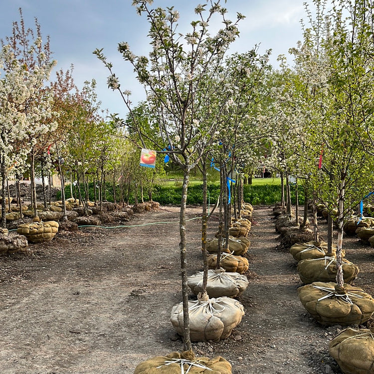 Cortland Apple | Malus 'Cortland' – Mandy Spring Farm Nursery, Inc.