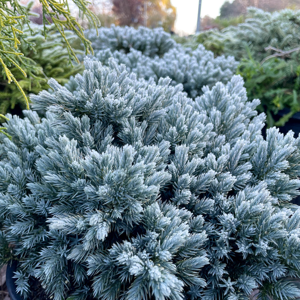 Shrubs – Mandy Spring Farm Nursery, Inc.