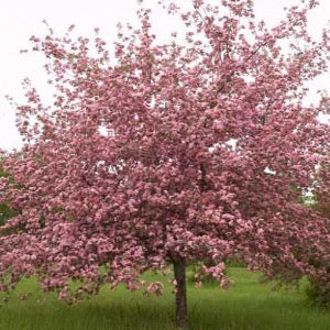 'Brandywine' Crabapple | Malus 'Brandywine' – Mandy Spring Farm Nursery ...