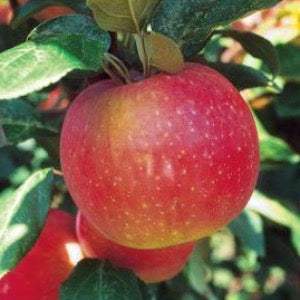State Fair Apple Tree Pollination Growing Apples In Virginia | VCE