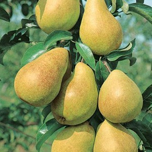 Luscious Pear | Pyrus communis – Mandy Spring Farm Nursery, Inc.