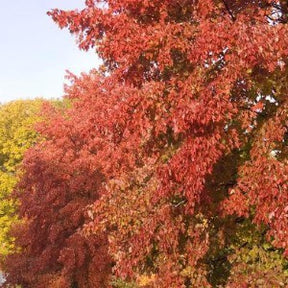 Sienna Glen Maple | Acer x freemanii 'Sienna' – Mandy Spring Farm ...