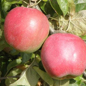 Northern Spy Apple | Malus 'northern spy' – Mandy Spring Farm Nursery, Inc.