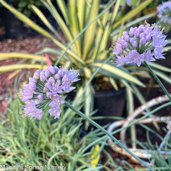 Curly Chives | Allium senescens 'Glaucum' – Mandy Spring Farm Nursery, Inc.