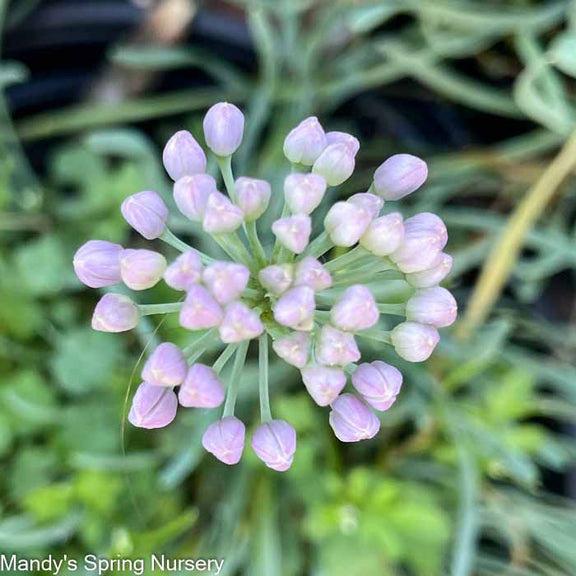Curly Chives | Allium senescens 'Glaucum' – Mandy Spring Farm Nursery, Inc.