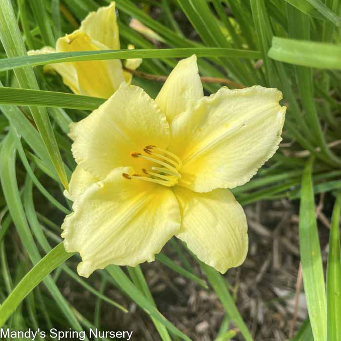 Happy Returns Daylily | Hemerocallis – Mandy Spring Farm Nursery, Inc.