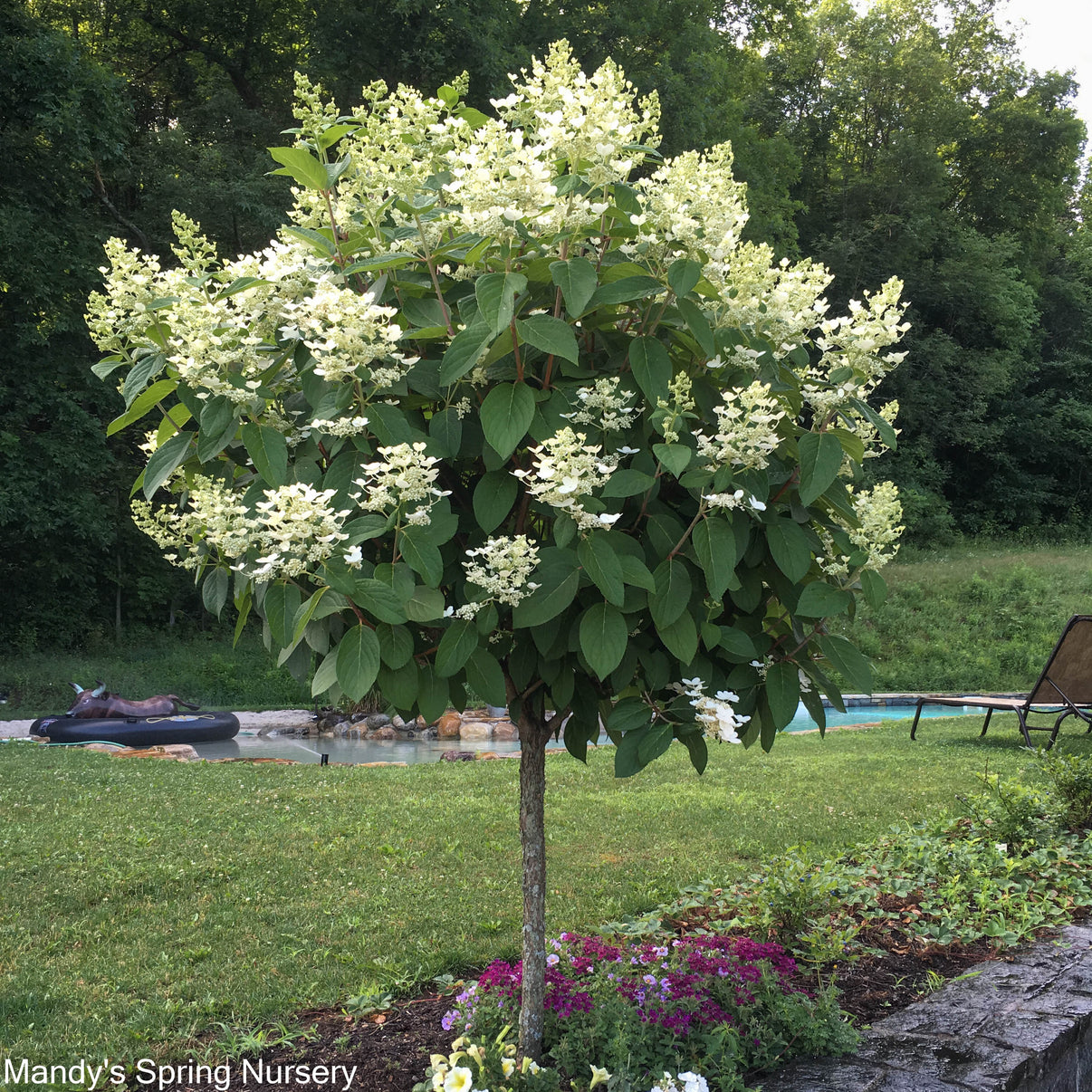 Quick Fire Hydrangea Tree | Hydrangea paniculata 'Bulk' – Mandy Spring ...