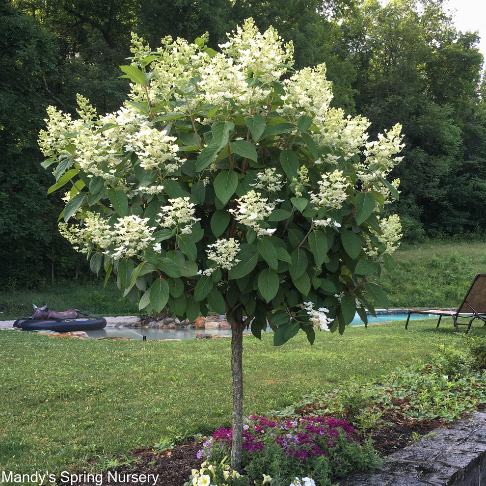 Quick Fire Hydrangea Tree | Hydrangea paniculata 'Bulk' – Mandy Spring ...
