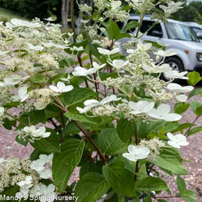 Quick Fire Hydrangea Tree | Hydrangea paniculata 'Bulk' – Mandy Spring ...