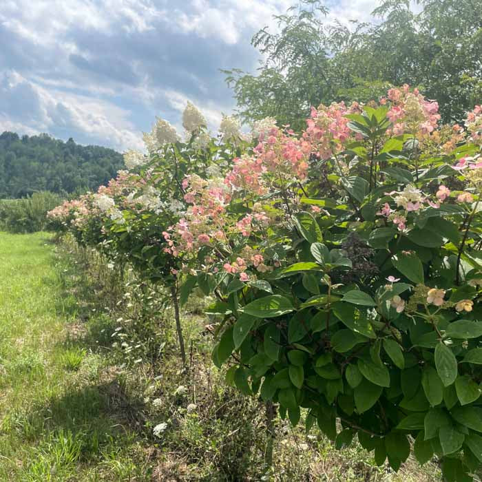 Quick Fire Hydrangea Tree | Hydrangea paniculata 'Bulk' – Mandy Spring ...