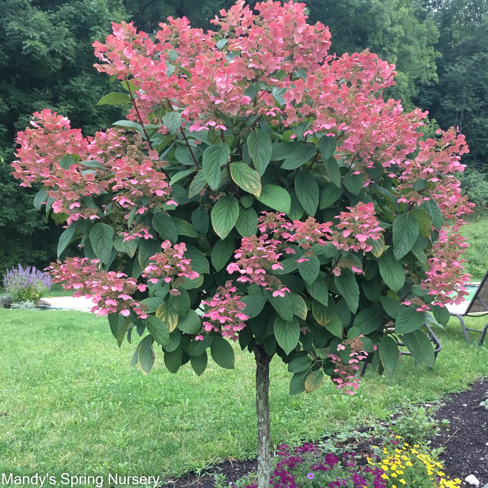 Quick Fire Hydrangea Tree | Hydrangea paniculata 'Bulk' – Mandy Spring ...