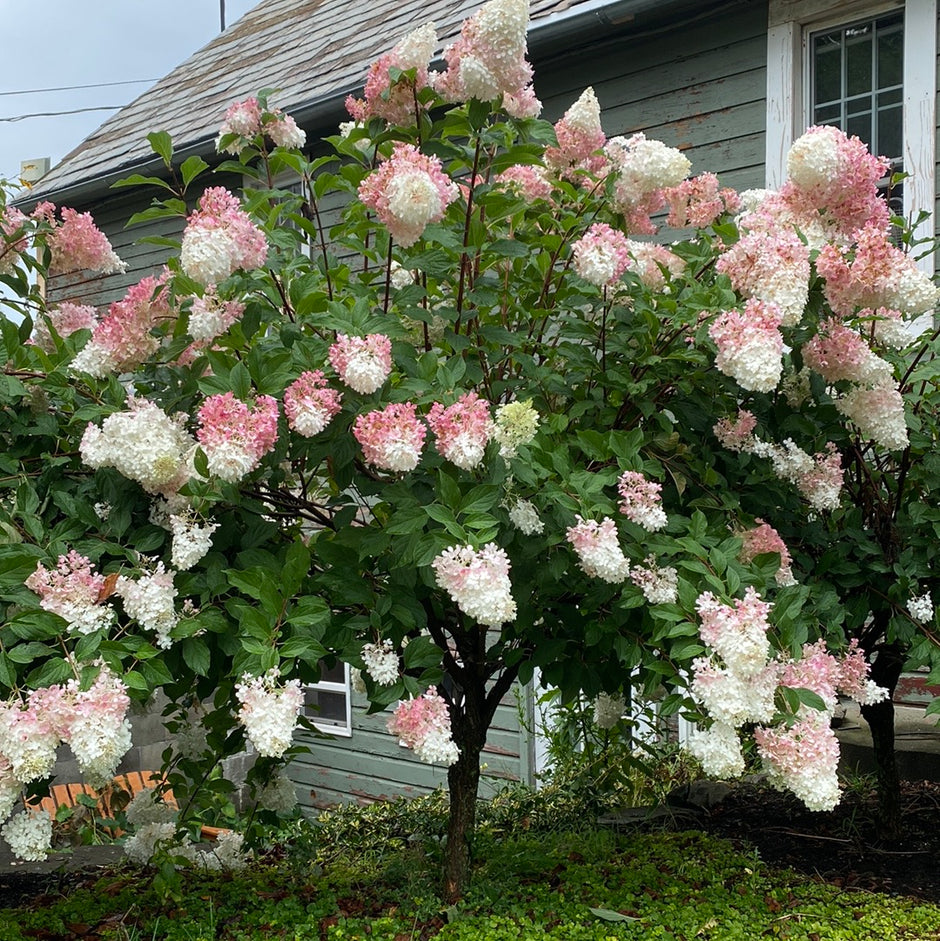Tree-Form Hydrangea – Mandy Spring Farm Nursery, Inc.