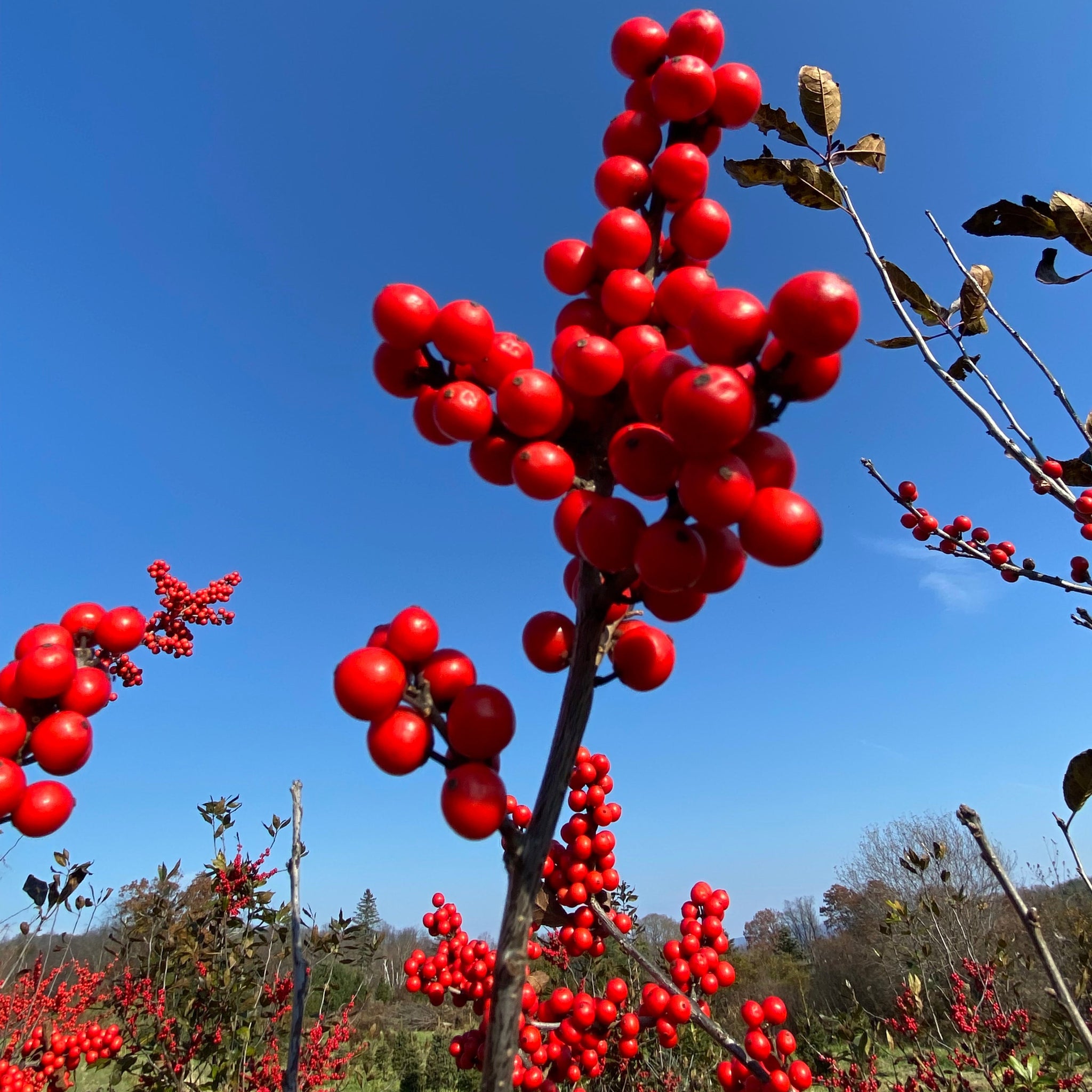 Red Sprite Winterberry | Ilex verticillata – Mandy Spring Farm Nursery ...
