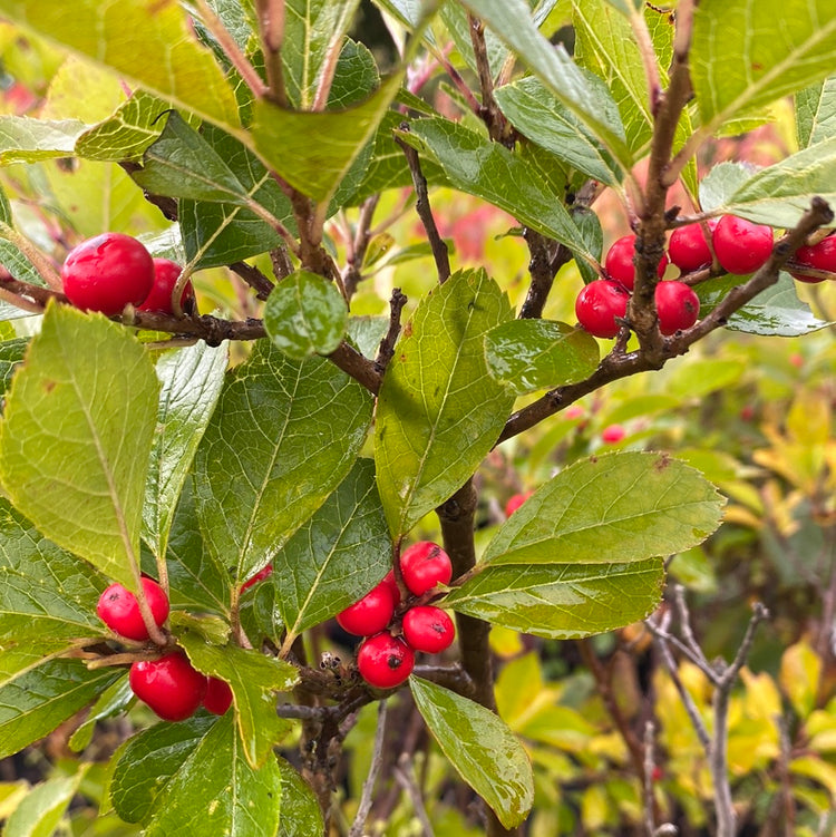 Red Sprite Winterberry | Ilex verticillata – Mandy Spring Farm Nursery ...