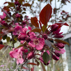 Gladiator Crabapple | Malus x adstringens 'Durleo' – Mandy Spring Farm ...