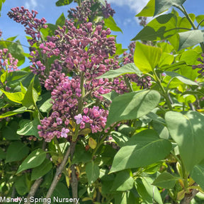 Ludwig Spaeth Lilac | Syringa vulgaris – Mandy Spring Farm Nursery, Inc.