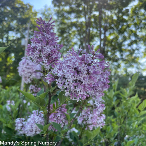 Miss Kim Lilac Tree | Syringa patula 'Miss Kim' – Mandy Spring Farm ...